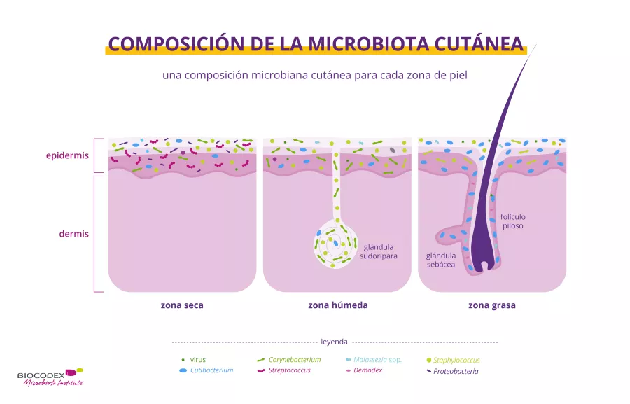 La microbiota cutánea | Contenido para el público general | Instituto ...